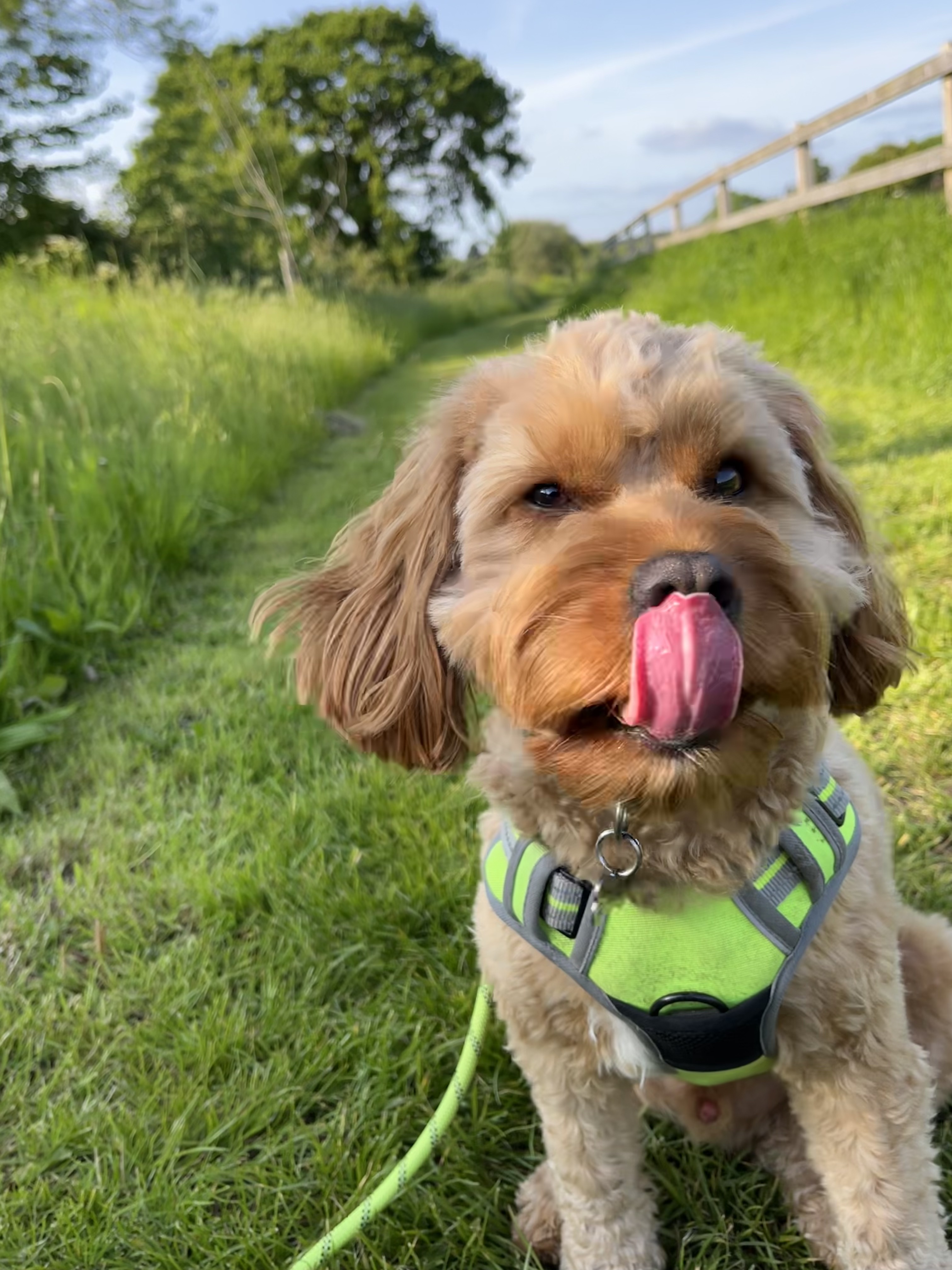 Software Developer, Daryl Buckle, Web Applications